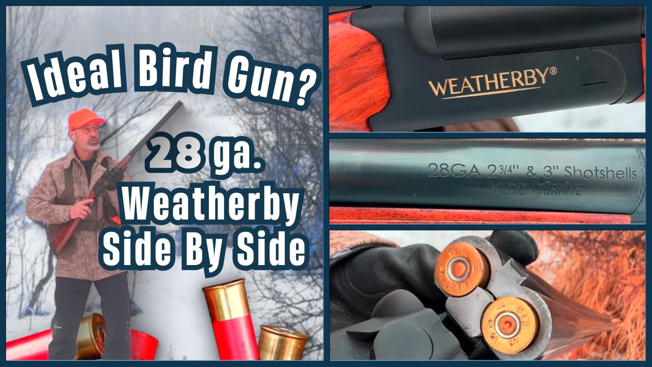 Hunting Upland Birds with 28 gauge, Weatherby Side-by-Side Shotgun ...