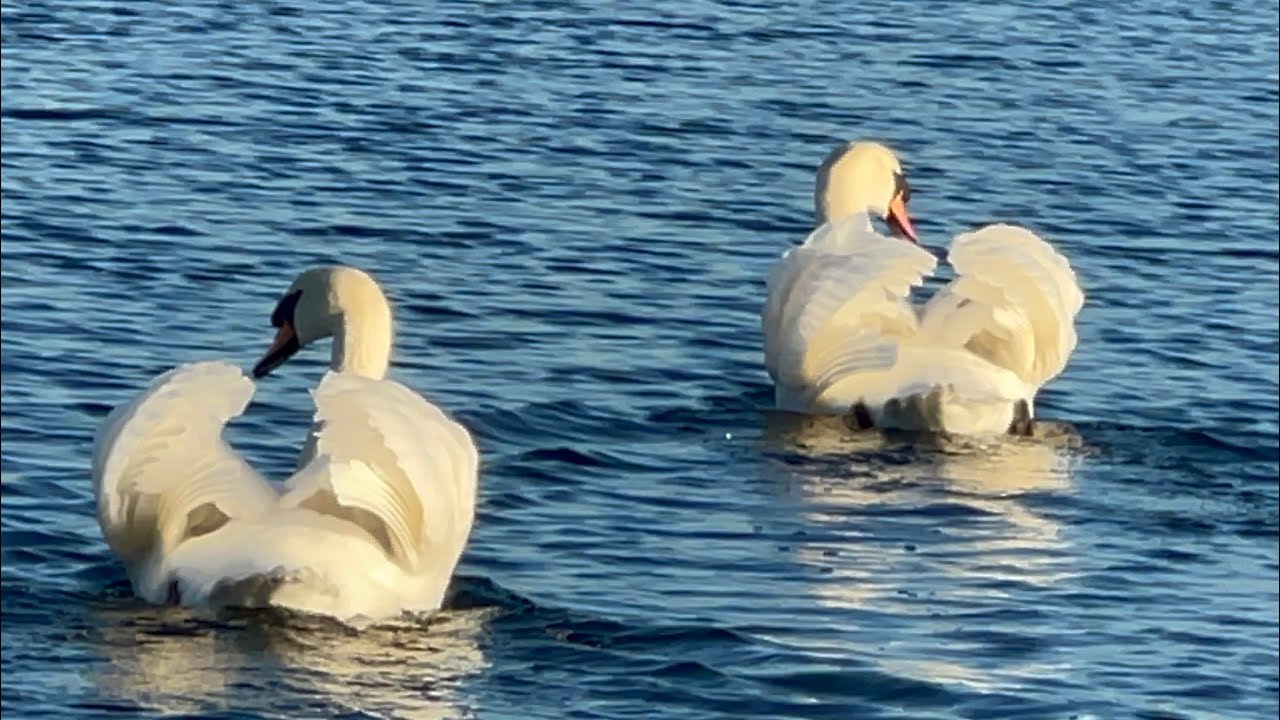 Swan Pair (Walpole) Relaxing Until Intruder Lands! - YouTube