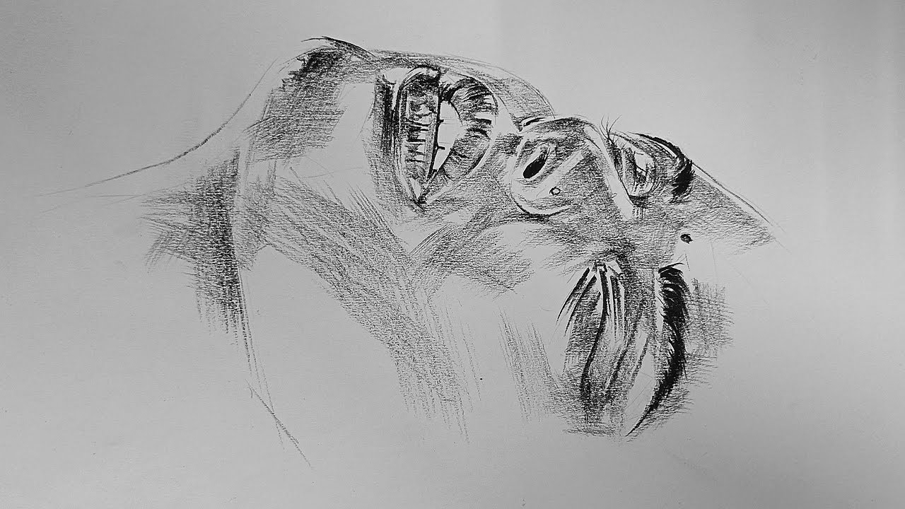 Drawing And Shading Girl Female Face Youtube