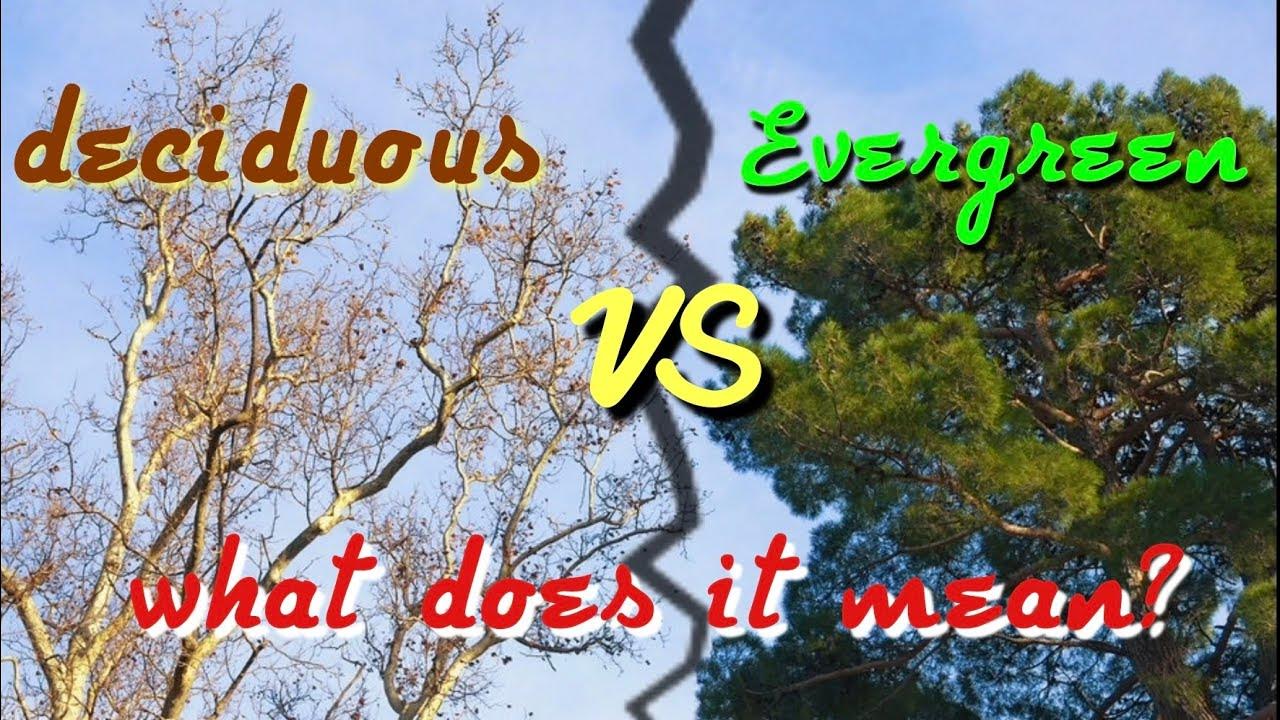 How to understand the difference between evergreen and deciduous trees ...