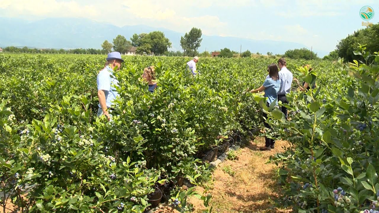 BUJKU Boronica e Kosovës, në treg të vendeve të BE, më e hershme, ka ...