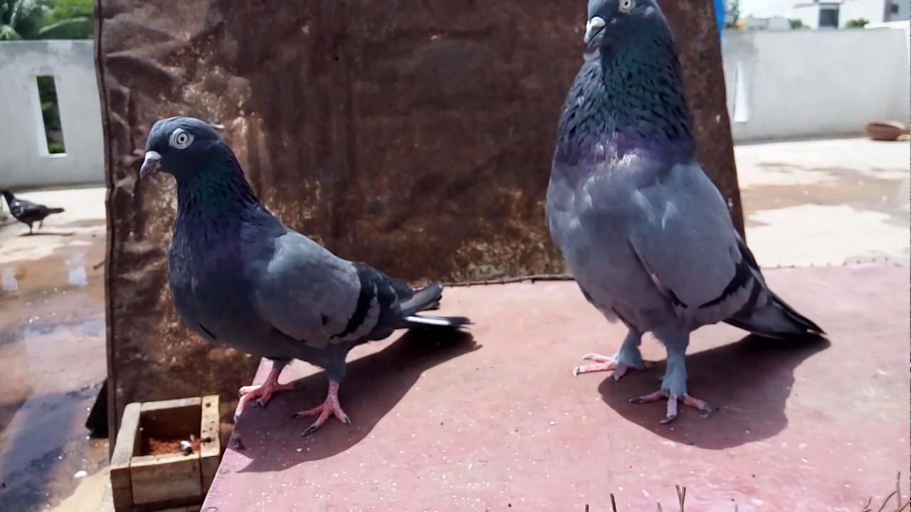 Tumbler Pigeons Bangalore - Sabja pair - YouTube