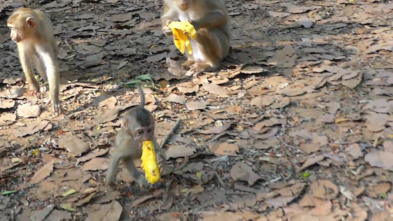 Smart baby Rainbow carries mango escape Amanda take it from her, Baby ...