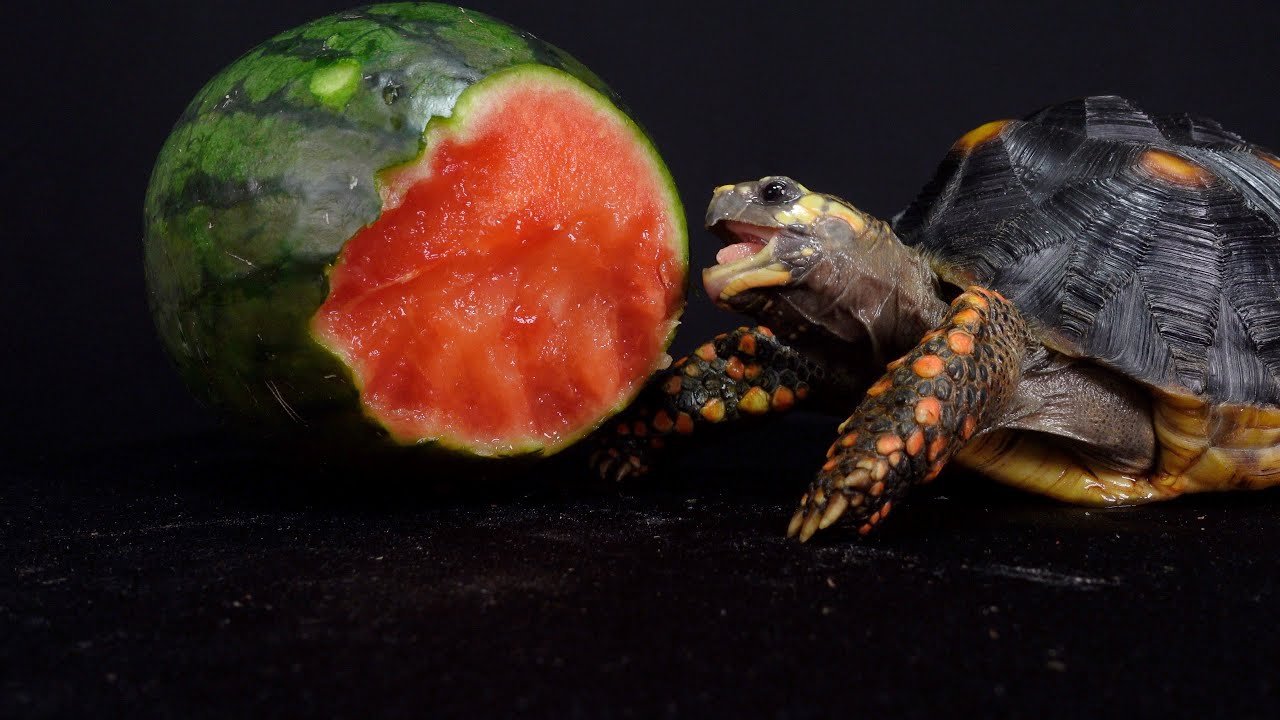 통수박 거북이 먹방 (풋) / ASMR / TORTOISE a whole watermelon EATING (FOOT) - YouTube