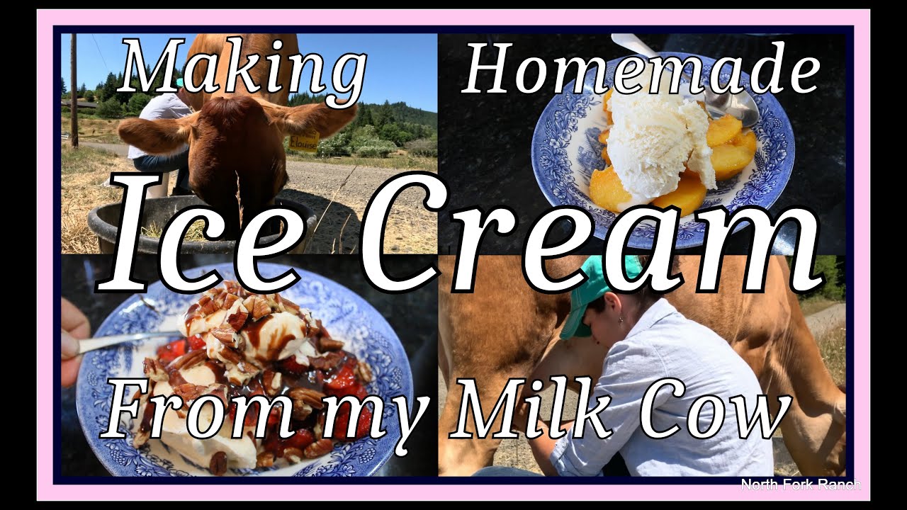 MAKING ICE CREAM -FROM MY MILK COW #cows #familymilkcow #milkingcow # ...