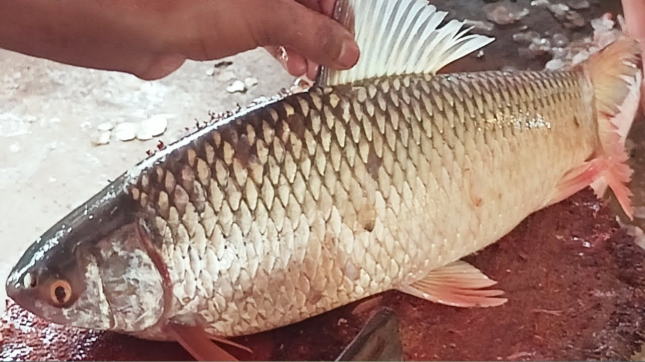 Most Popular Big Mrigal Fish Cutting Skills | Fish Cutting Live - YouTube