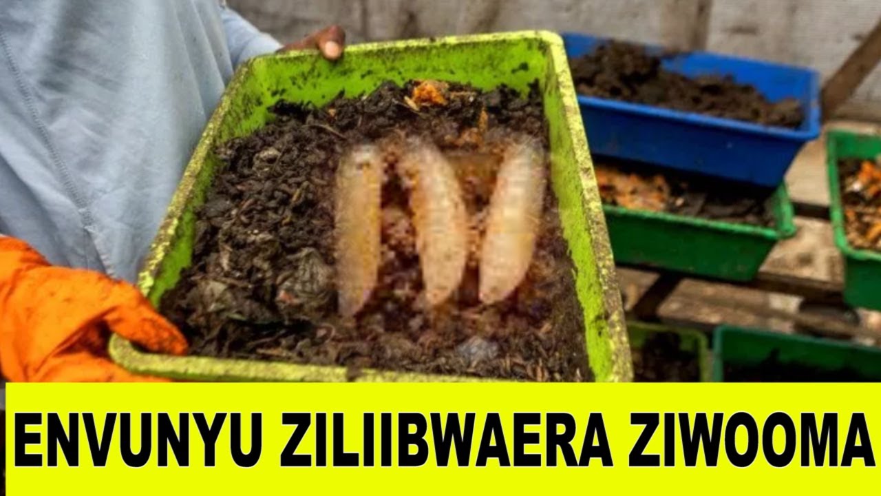 ENVUNYU ZIRIIBWA ERA ZIWOOMA - MARULA PROTEEN LIMITED - YouTube