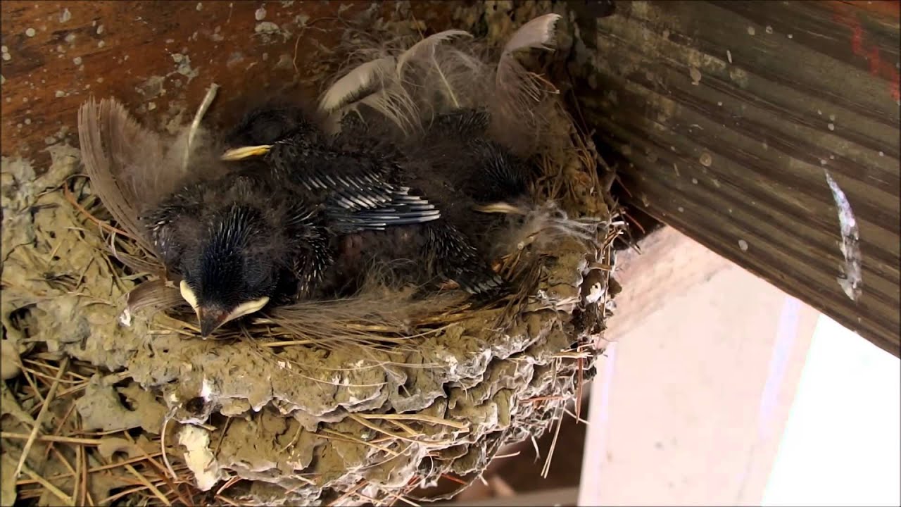 Swallows - hatching to fledging - YouTube