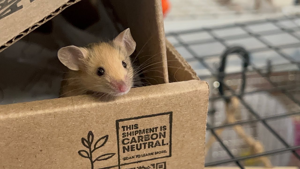 택배왔어요 쮝 Mouse in the box 📦 - YouTube