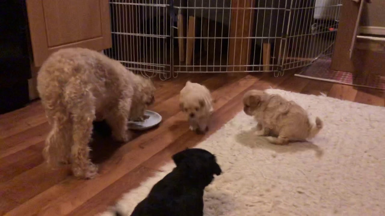 Poochin girls 5 weeks old - YouTube