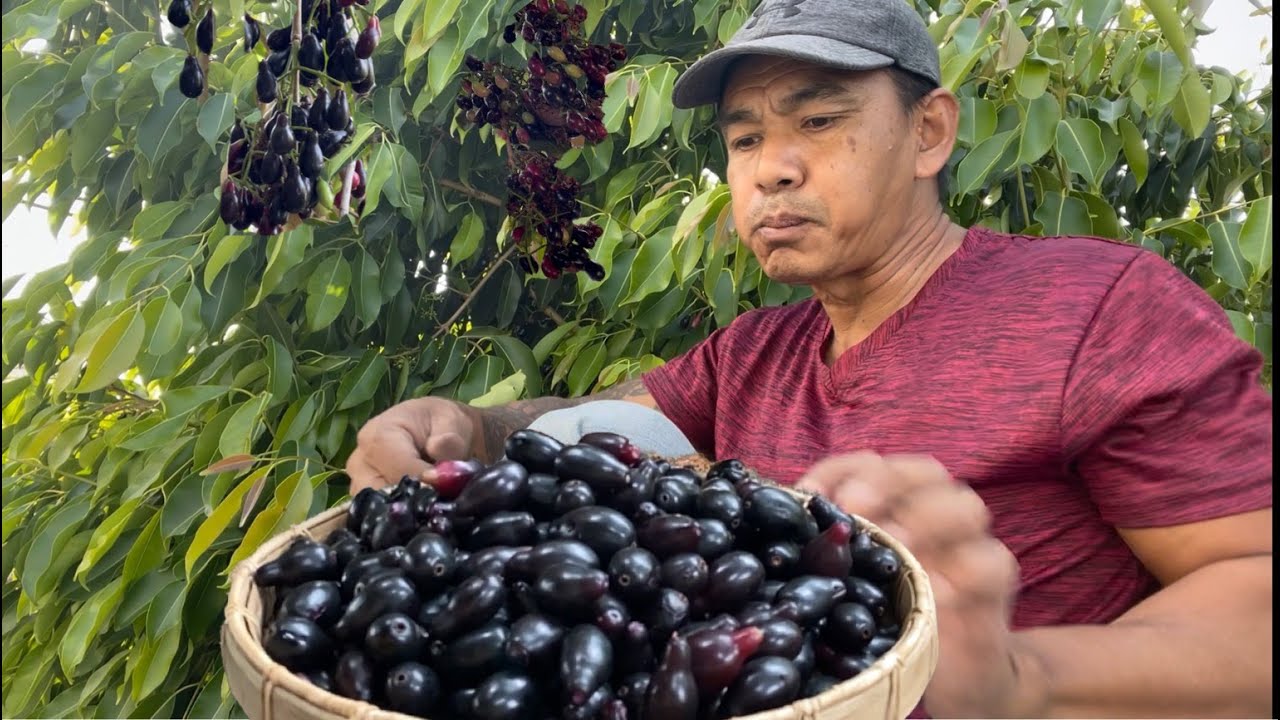 ព្រីងនៅក្រោយផ្ទះបង General Java Plums in Bong General backyard - YouTube