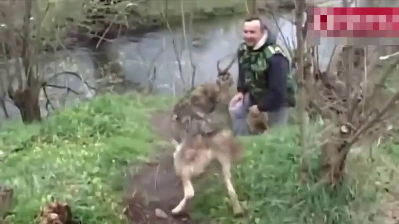Brave People Saving animals from death compilation - YouTube