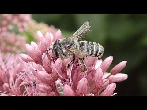 What Are Threats Towards Bees