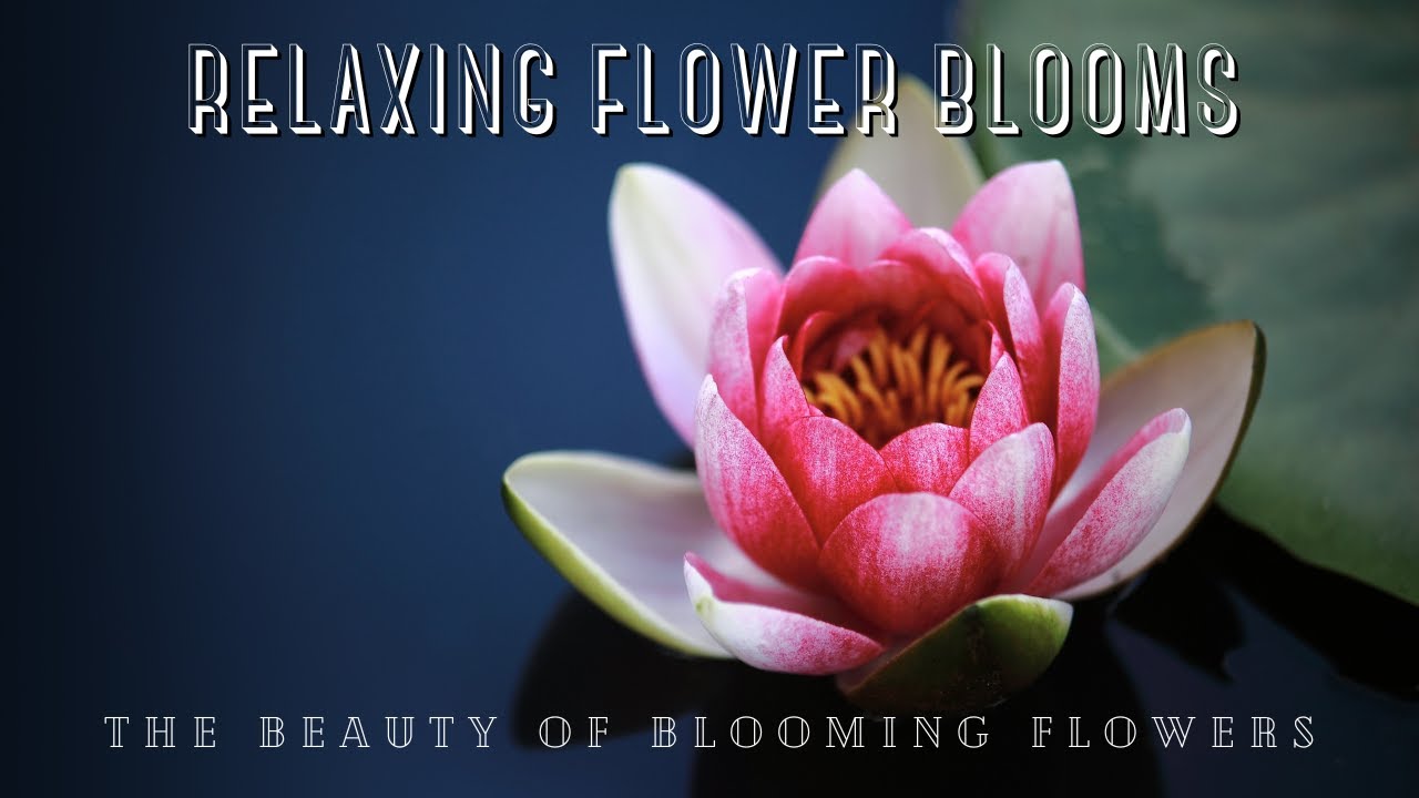 Relaxing Flower Blooms with Calming Music | Ambient Nature Video🌸💮🪷🌹🌺🌻🌼 ...