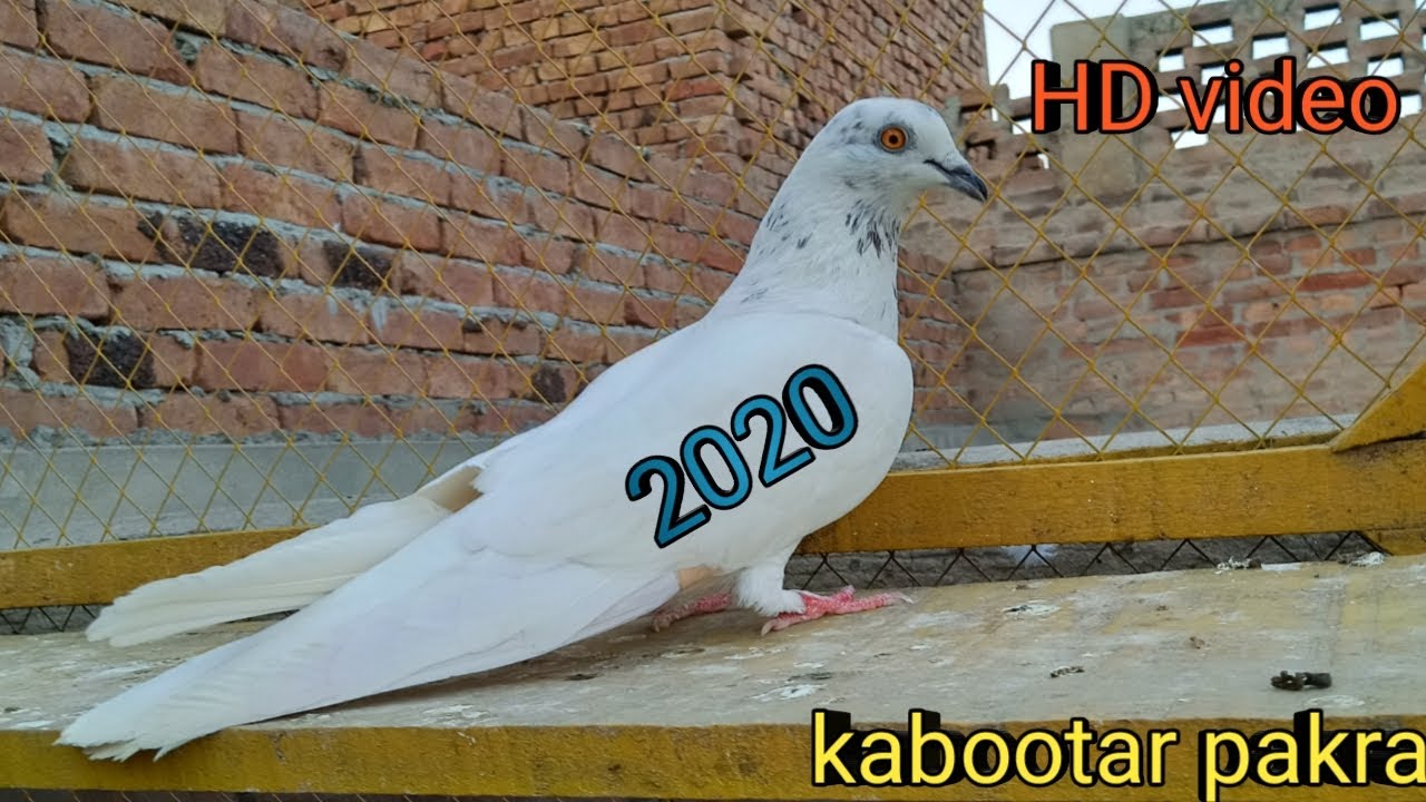 Taaz Hawa Ma Kabootar Pakra || Hashim Mahmood Pigeons[faisalabad pigeon ...