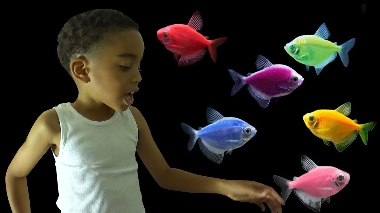 Glo Fish!!!! - YouTube