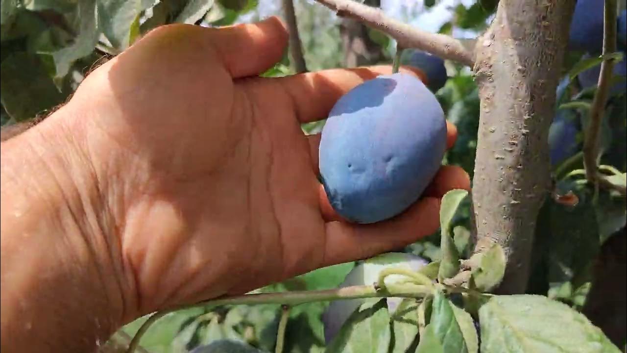 сорт сливы Гросса на 11 августа - YouTube