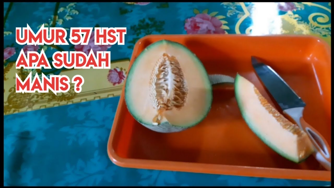 INILAH JADINYA JIKA MELON DIPETIK SEBELUM WAKTU PANEN - YouTube