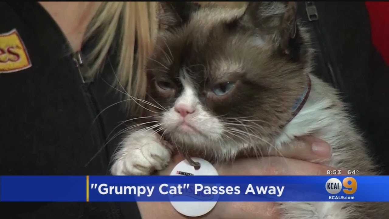 Internet, Pop Culture Sensation 'Grumpy Cat' Dead At 7 - YouTube