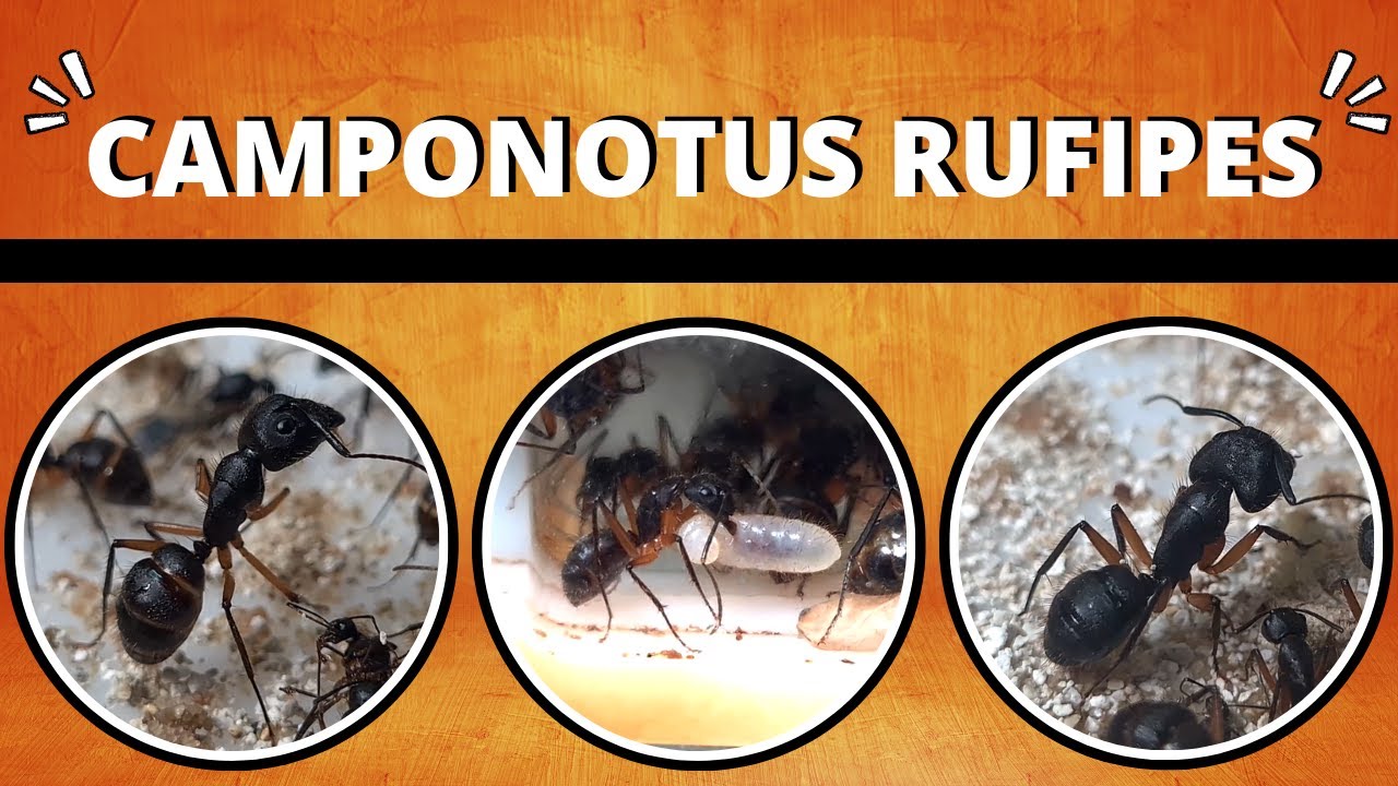 Je vous présente une superbe colonie de fourmis ( Camponotus rufipes ...