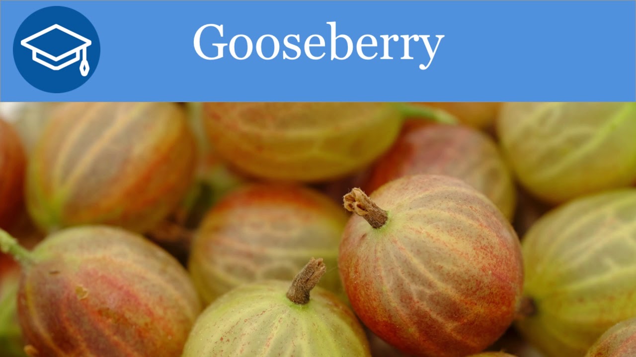Gooseberry English | Learn English - YouTube