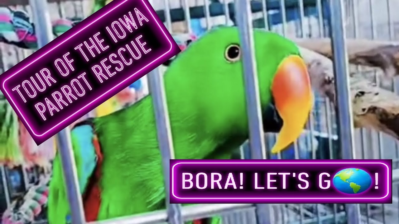 Let's Go tour the Iowa Parrot Rescue! - YouTube