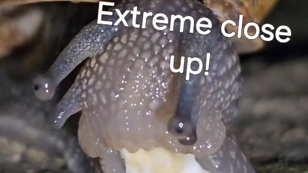 A Close-up of a Snail Eating an Oat - YouTube