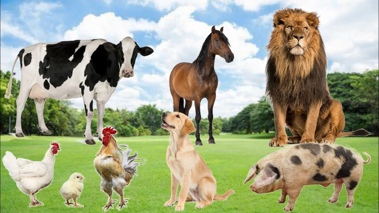 Familiar Animals Around Us - Dogs, Chickens, Pigs, Cows, Horses, Lion ...
