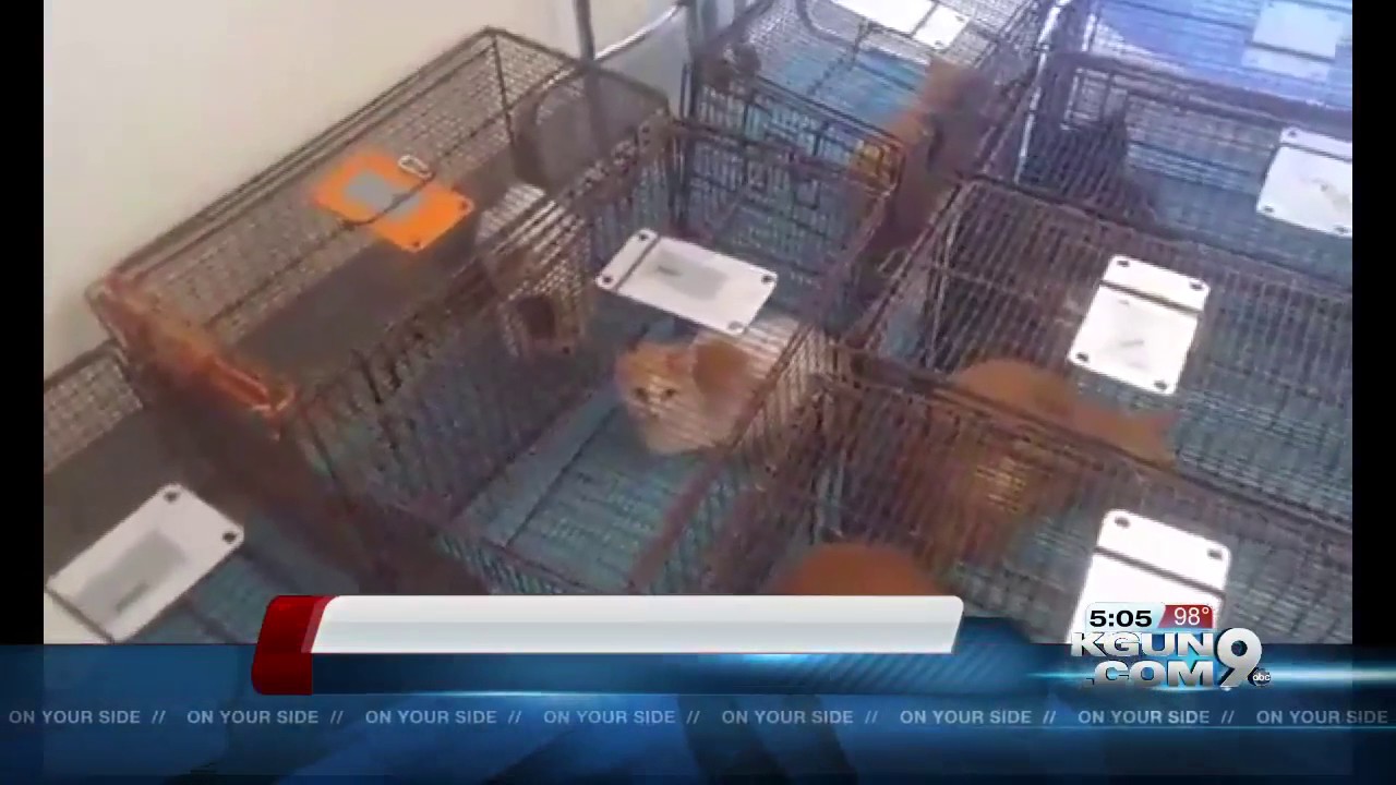 Pima Animal Care Center recovers 19 cats from home - YouTube