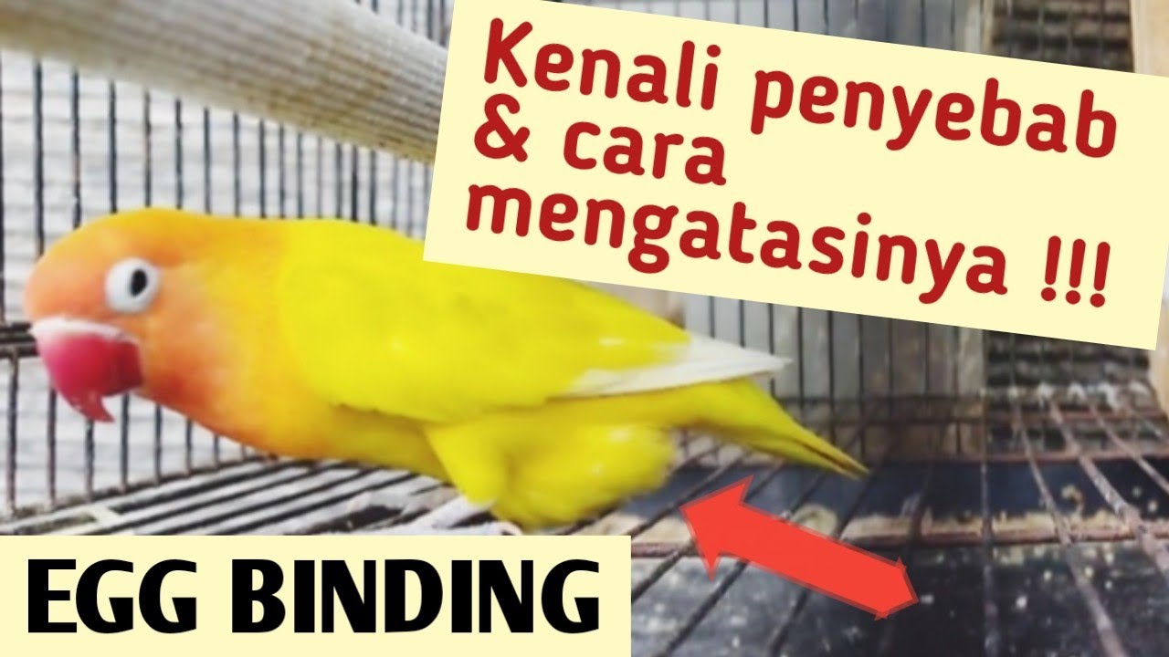 PENYEBAB EGG BINDING PADA BURUNG LOVEBIRD DAN CARA MENGATASINYA.. - YouTube