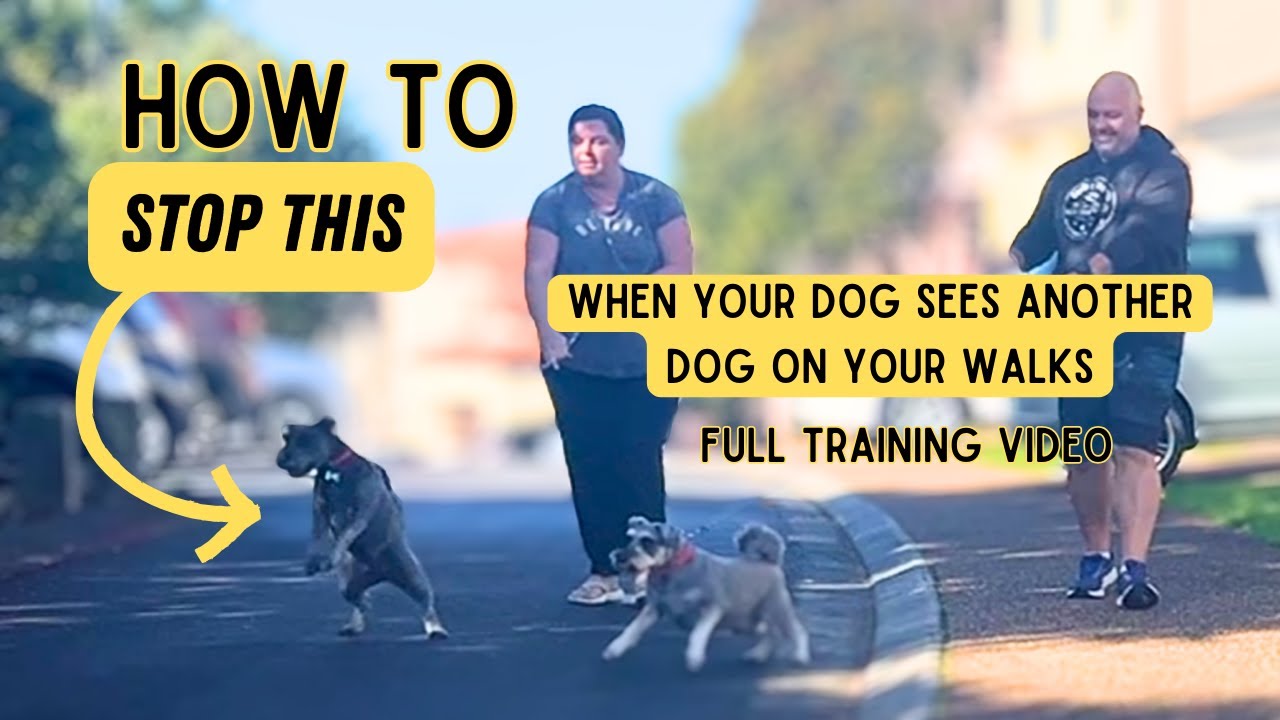 How to train your LEASH REACTIVE DOG? Follow these first important ...