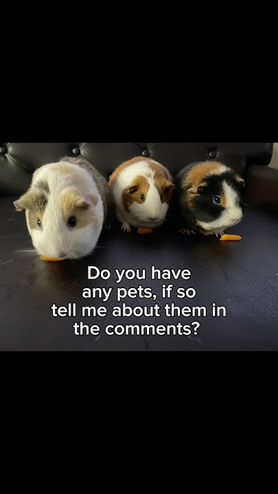 Do you have any pets? - YouTube