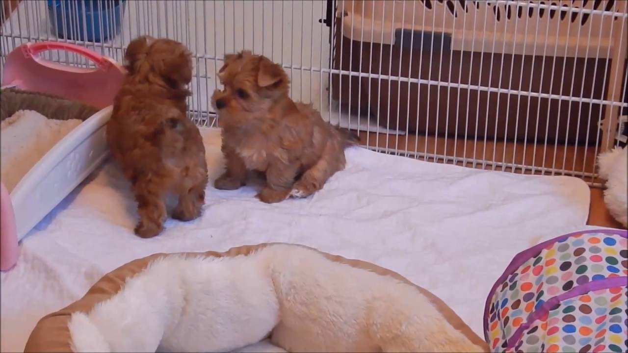 Yorkies 8 weeks old - YouTube
