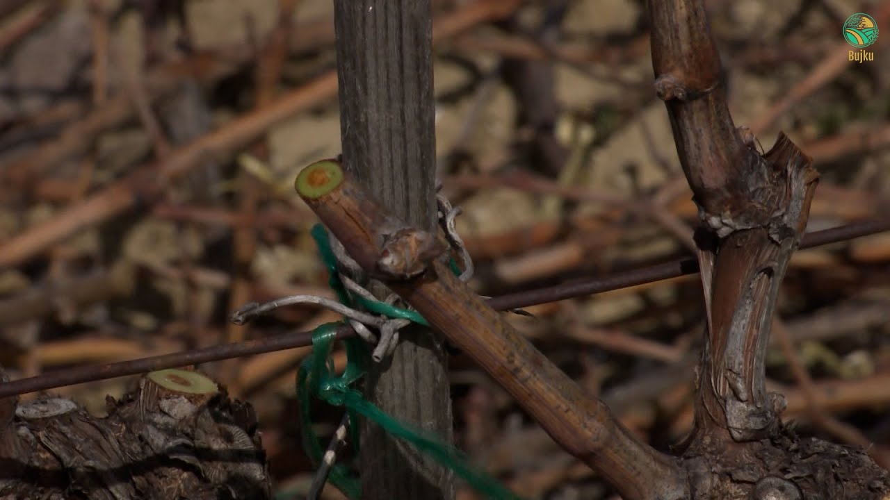 BUJKU - Këshillë praktike të krasitjes, për rendiment, nga Imer Berisha ...