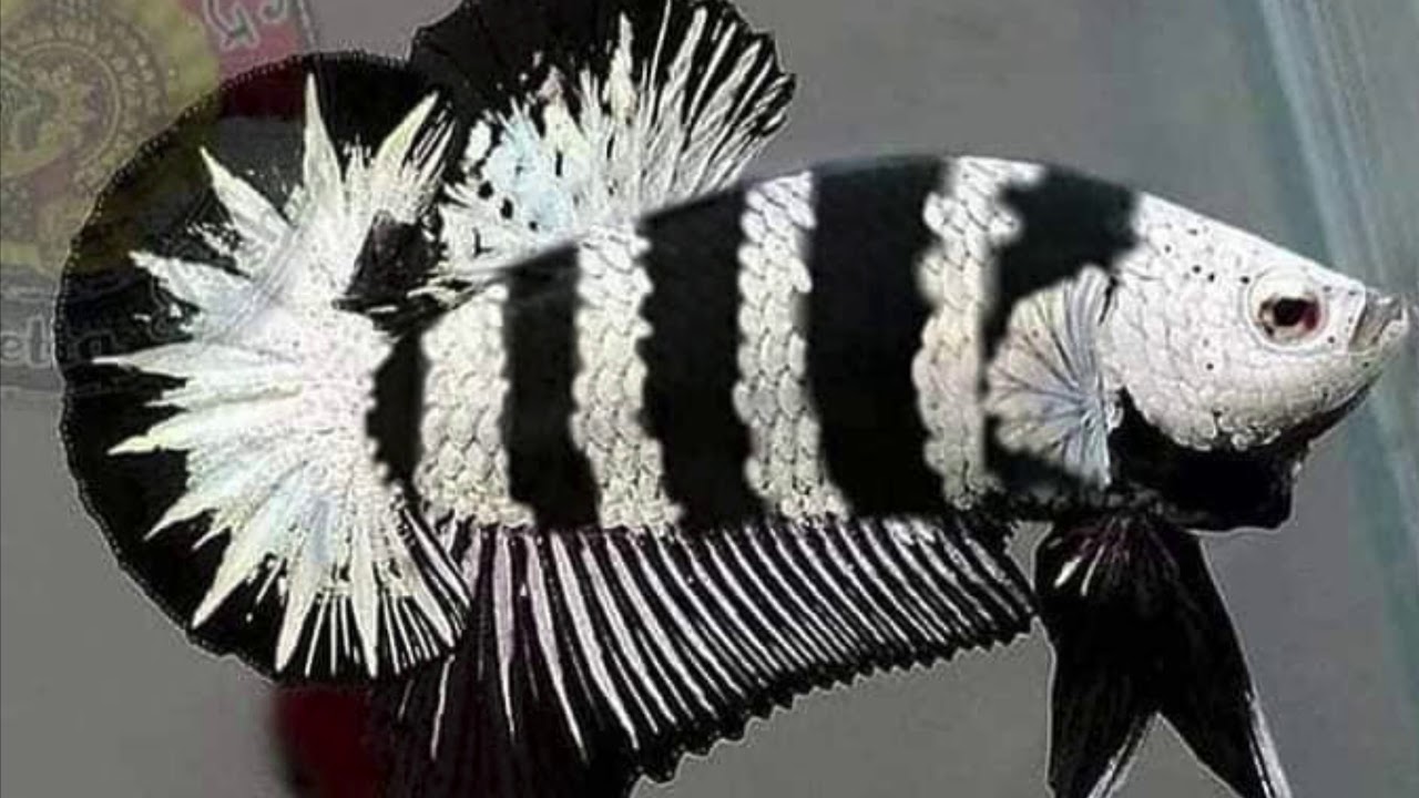 gambar gambar ikan beta - YouTube