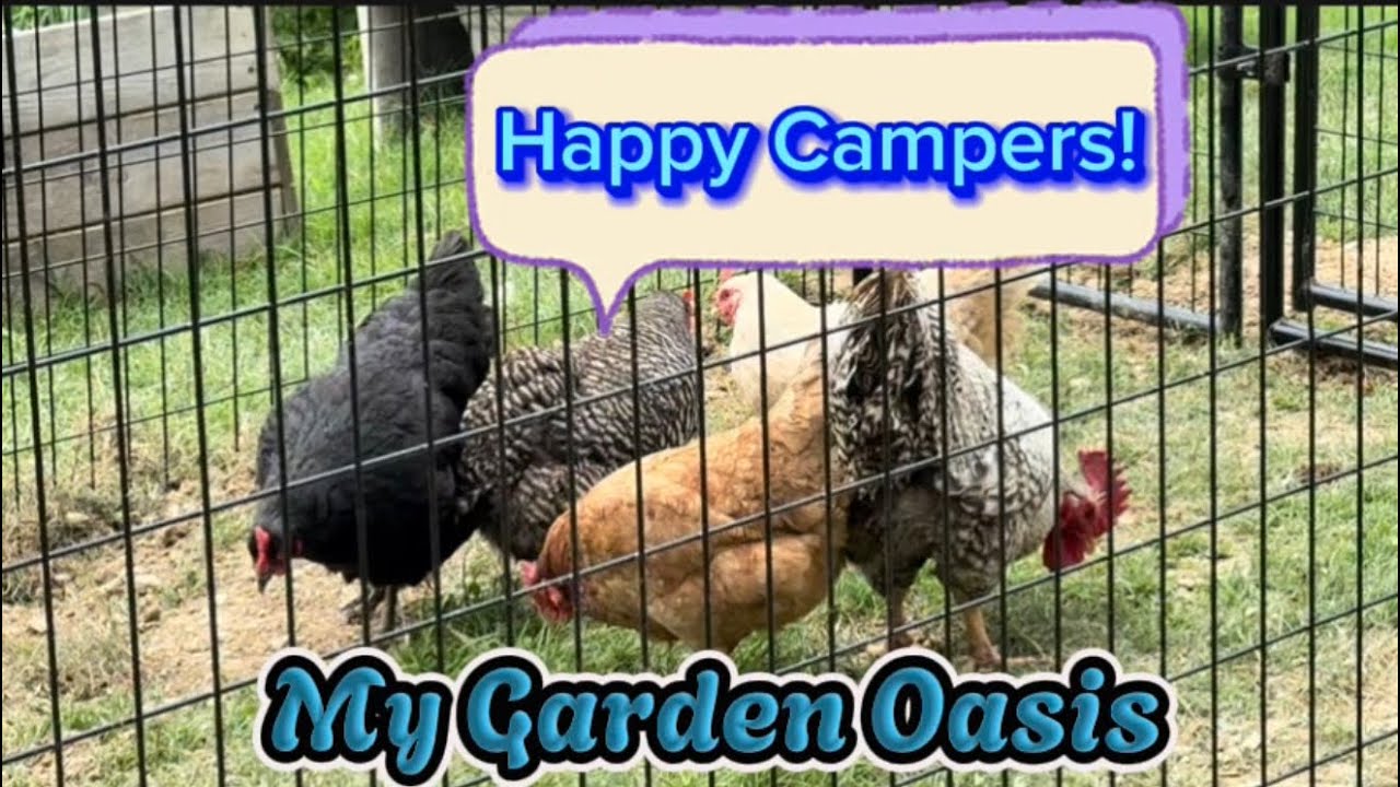 UN-LEASH the CHICKENS/ Log House complete/ start finish/Garden Oasis # ...