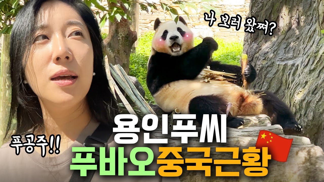 중국도 사랑하는 판다 푸바오 만나러 선수핑 가기 Youtube