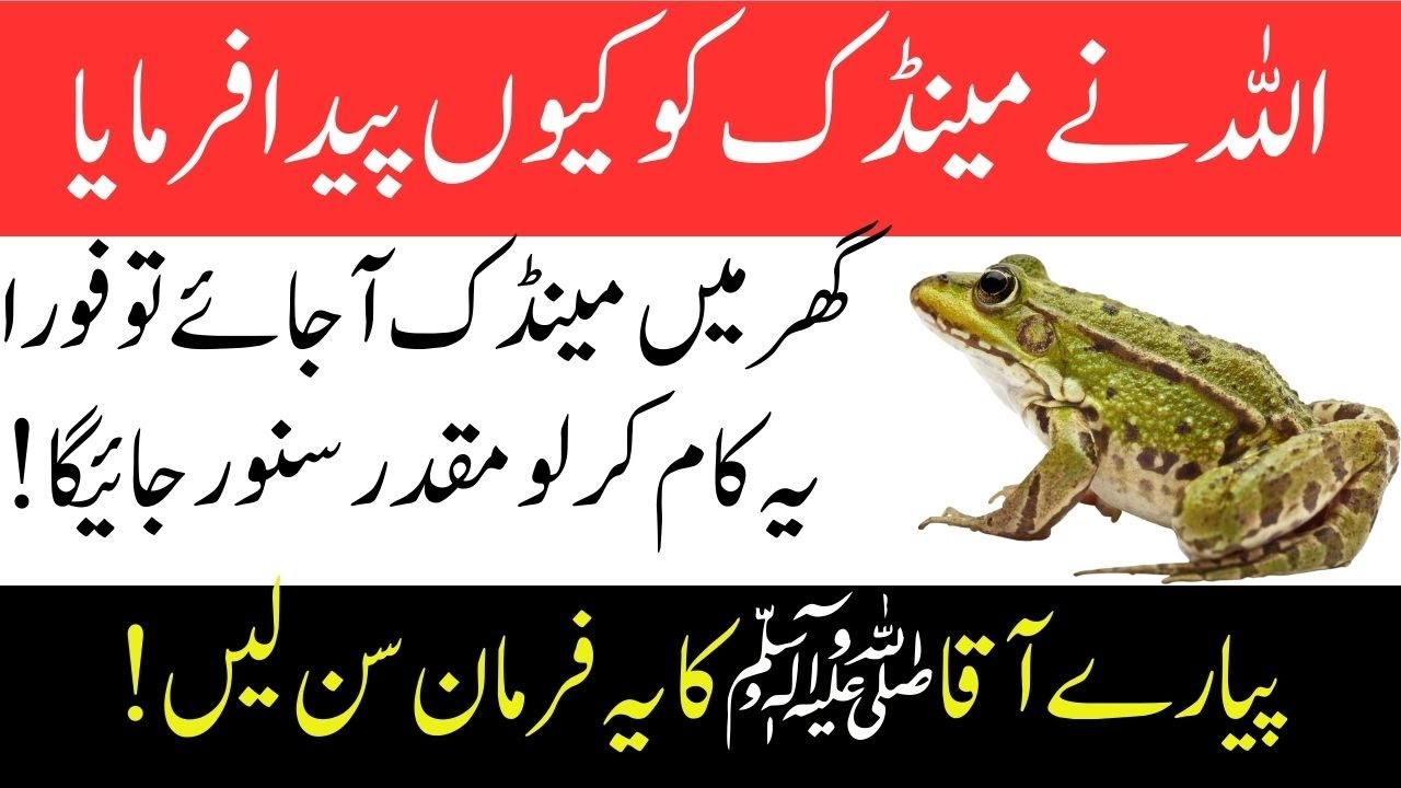 Why Did Allah Create The Frog? | Kya Mandak (Frog) Ka Ghost Halal Hai ...