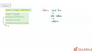 Cortex is the region found between | 12 | ANATOMY OF FLOWERING PLANTS  | BIOLOGY | VMC MODULES E...