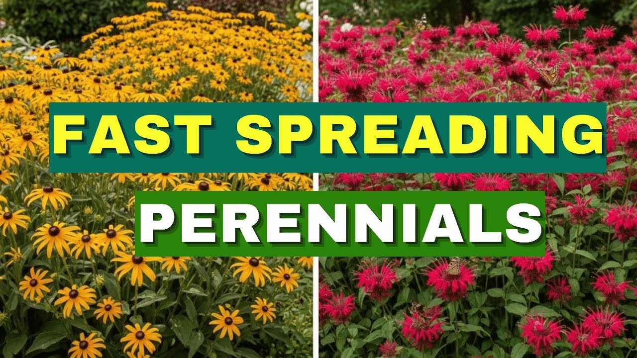 Top 10 Fast-Spreading Perennials | Full SeasonColor Made EASY! 😍 - YouTube