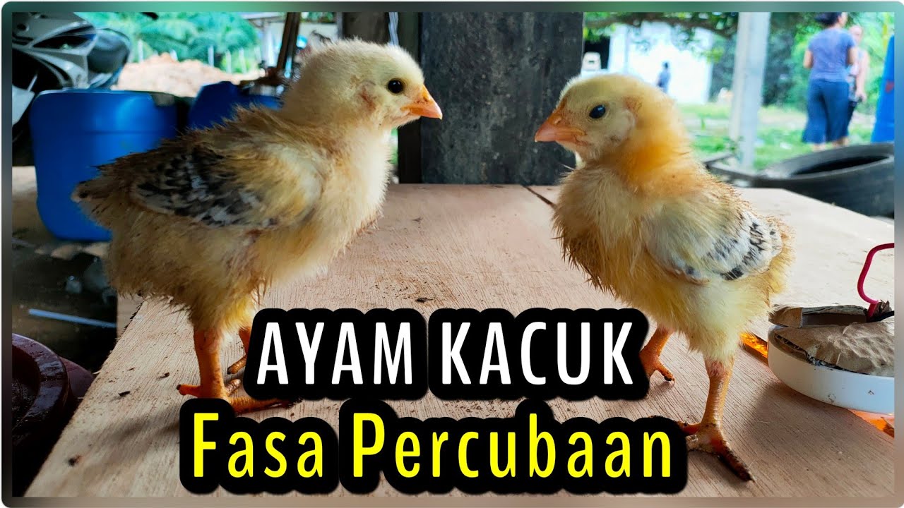 Ayam Kacuk || Fasa Percubaan 32 Ekor (Budidaya Ayam) - YouTube
