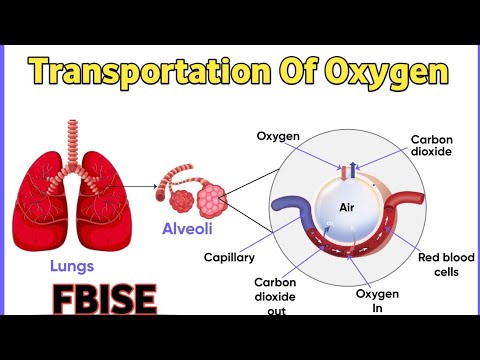 Transport Of Oxygen | Oxyhemoglobin In Urdu Hindi - YouTube