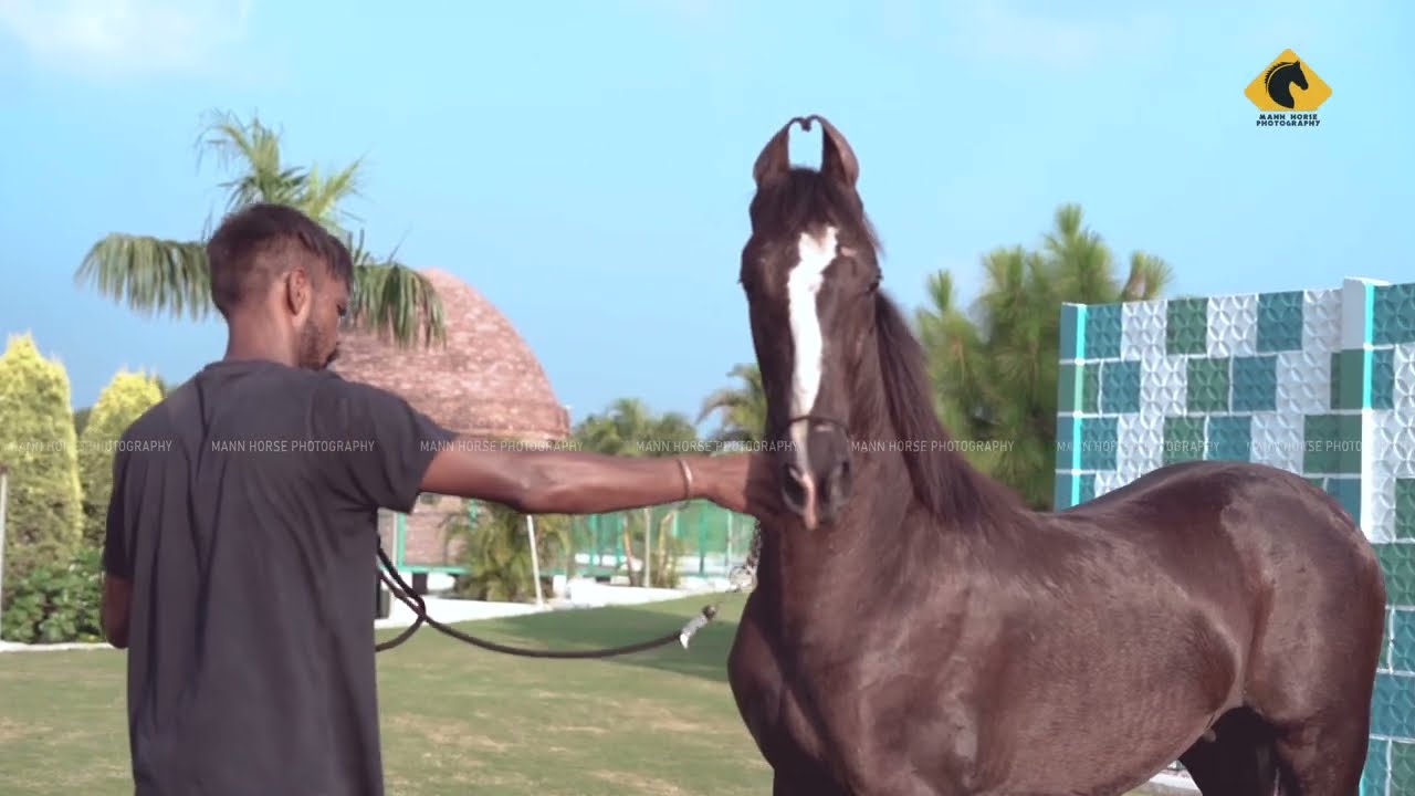 MARWARI HORSE II JAPP STUD FARM II WAZIRABAD II MANN HORSE PHOTOGRAPHY - YouTube