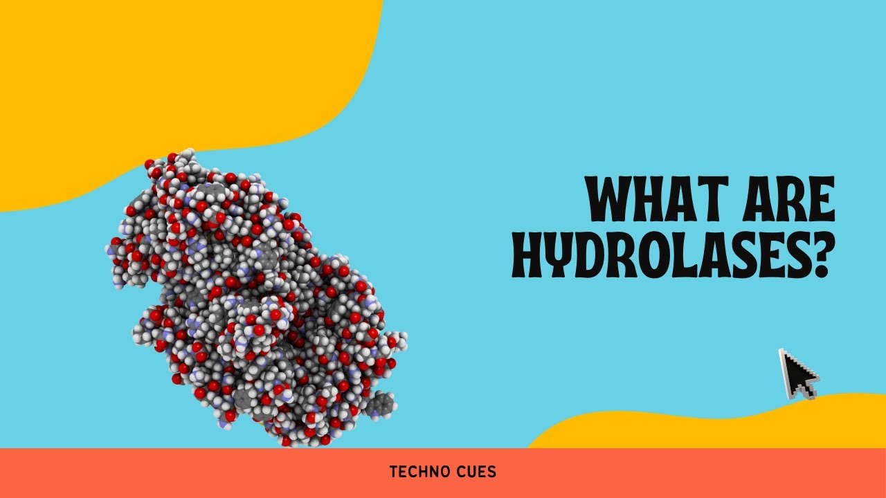 What are Hydrolases? - YouTube