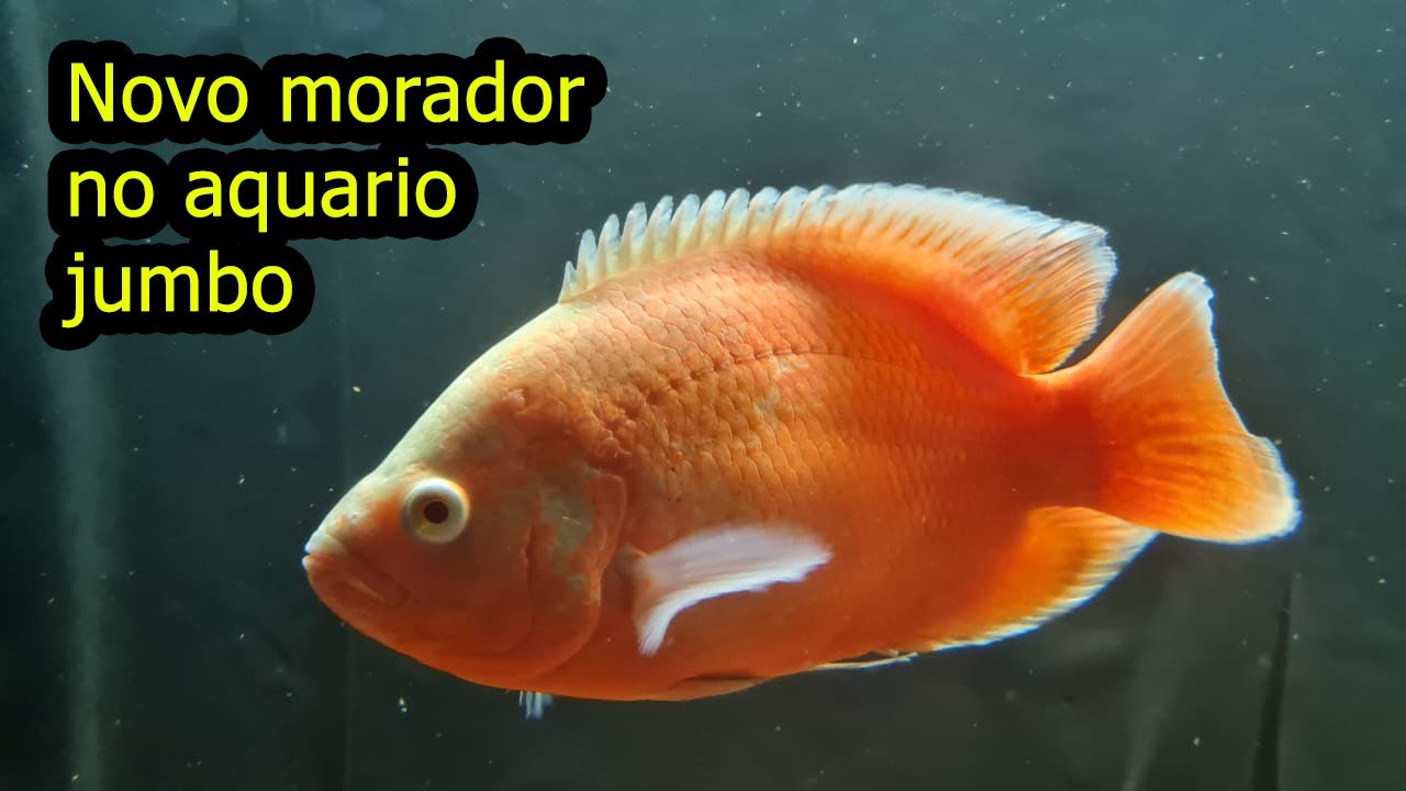 Oscar Red Ruby Albino padrão rico - YouTube