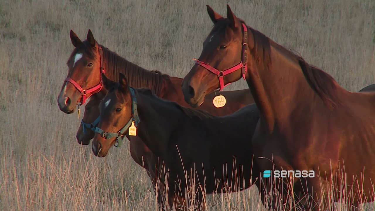 Sintomas y prevención de la influenza equina - YouTube