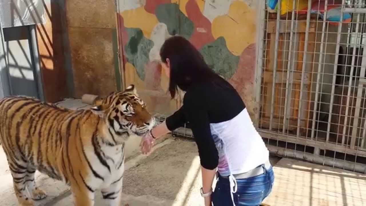 Tiger Eating Human Hand