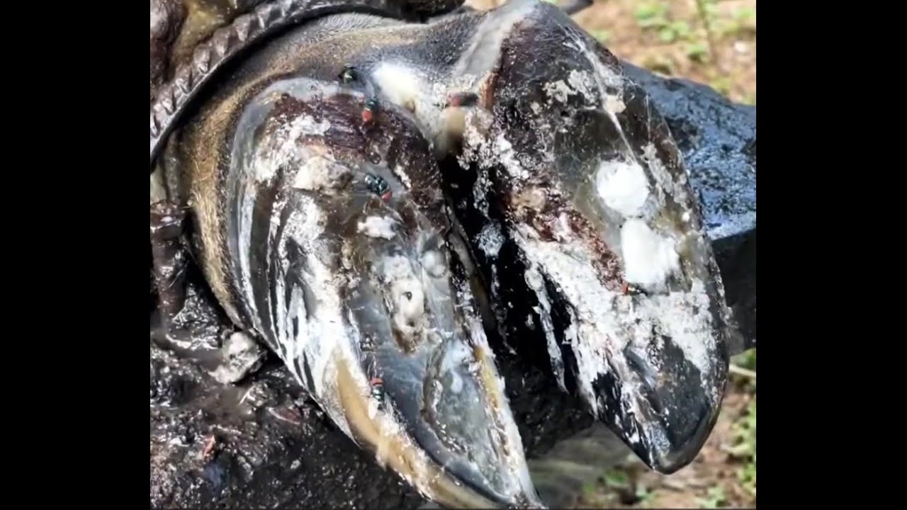 Cow Hoof Cleaning The Most Satisfying Treatment Ever! #cow #hoof # ...