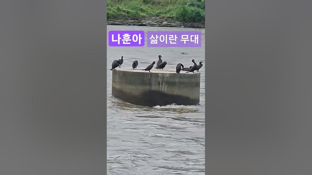 새 들의 휴식 나훈아 삶 Youtube
