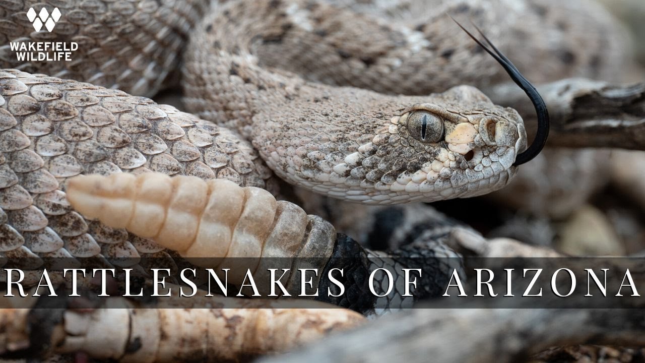 Rattlesnakes of Arizona HIGHLIGHT REEL - YouTube